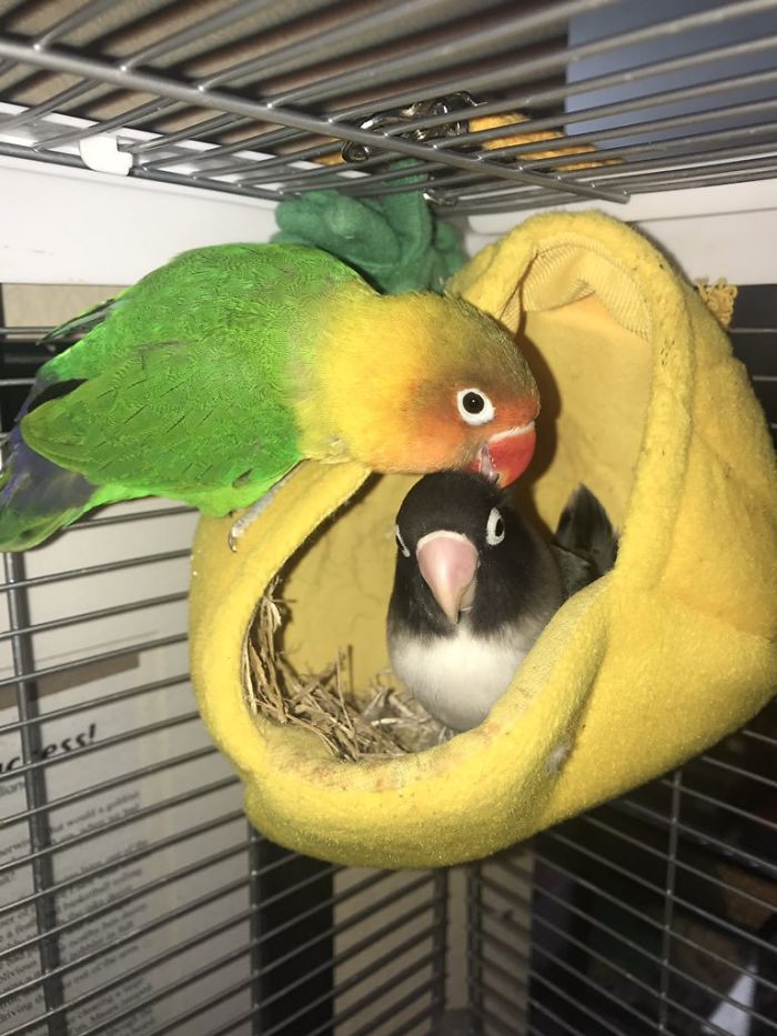 Two Entirely Different Parrots Just Had Babies, And The Result is ...