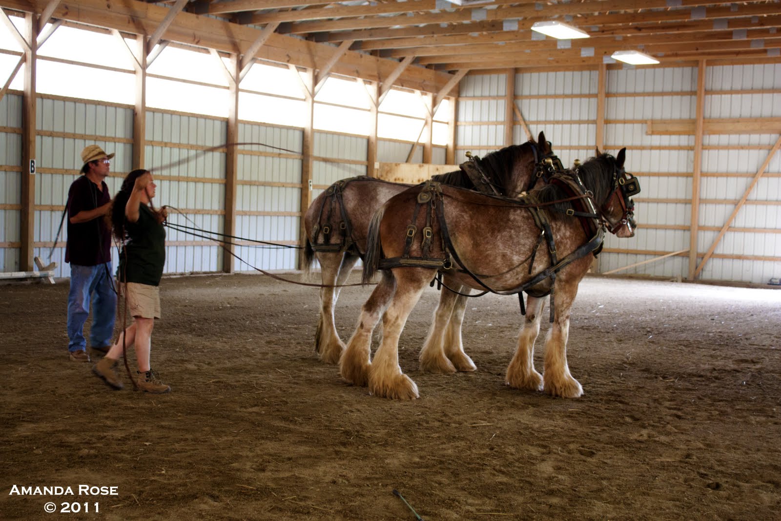 Gentle Giants Draft Horse Rescue Land Of The Free To