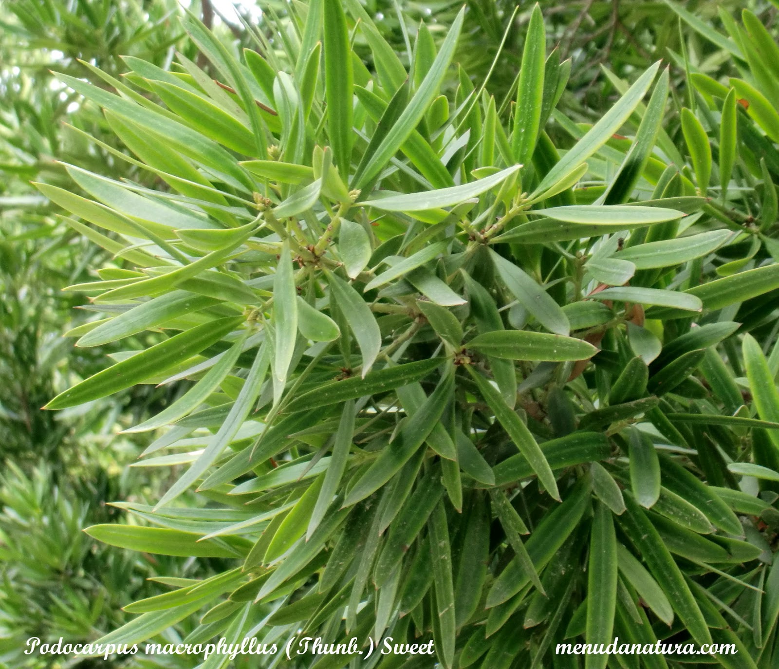 El Jardí de Menuda Natura: Podocarp