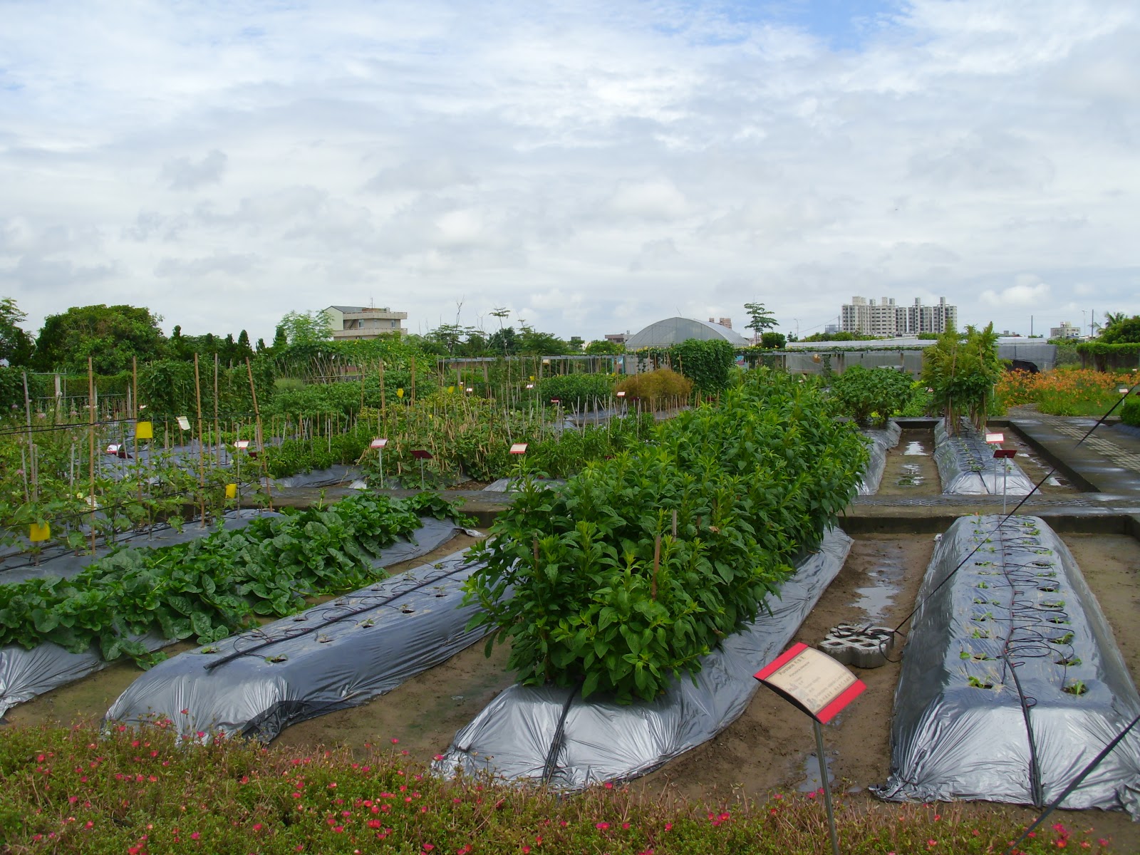 The book: Opportunities for collaboration in vegetable production for ...