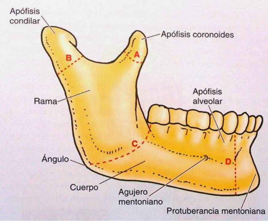 MORFOFISIOLOGIA I: ANATOMÍA