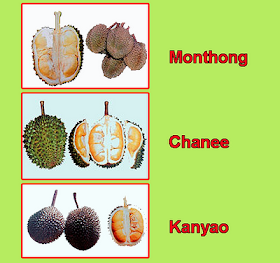Buah Durian Montong