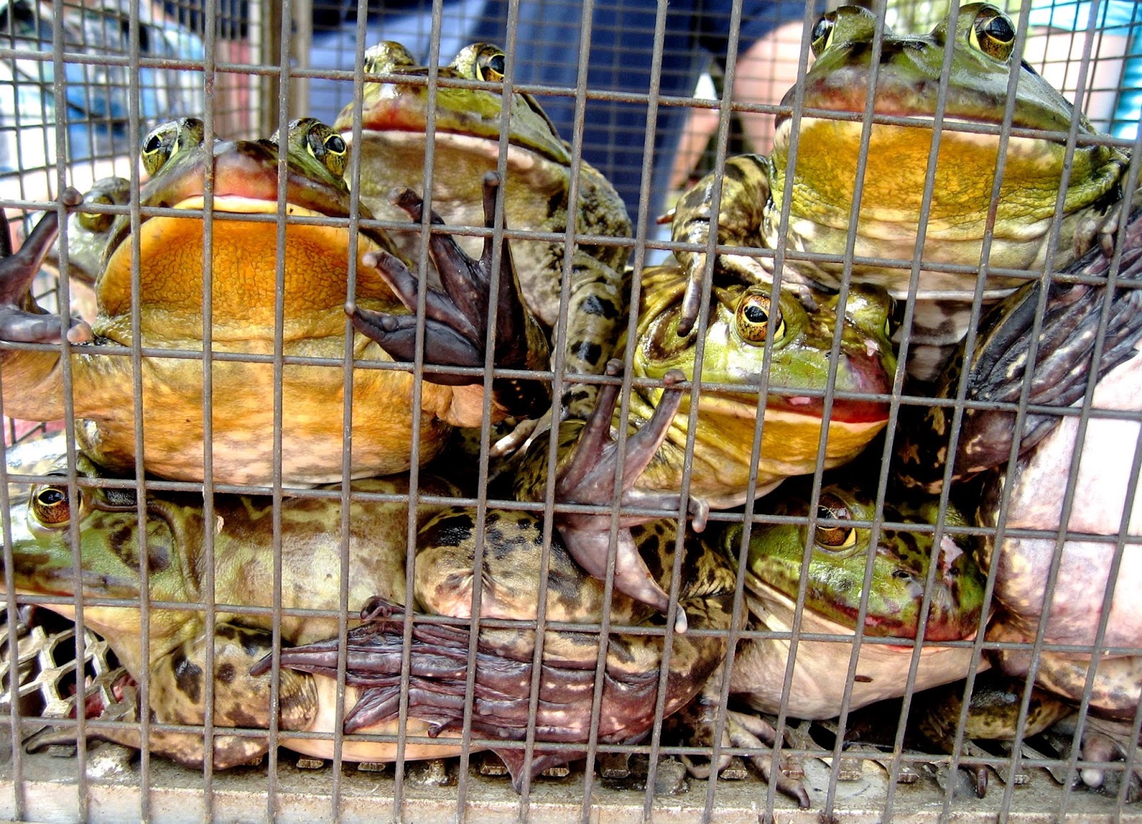 Living Rootless: Louisiana: "Kaw, that's a big one!"