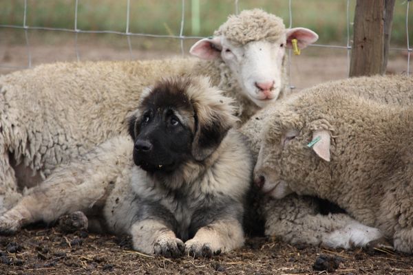 What Is The Best Guard Dog For Sheep