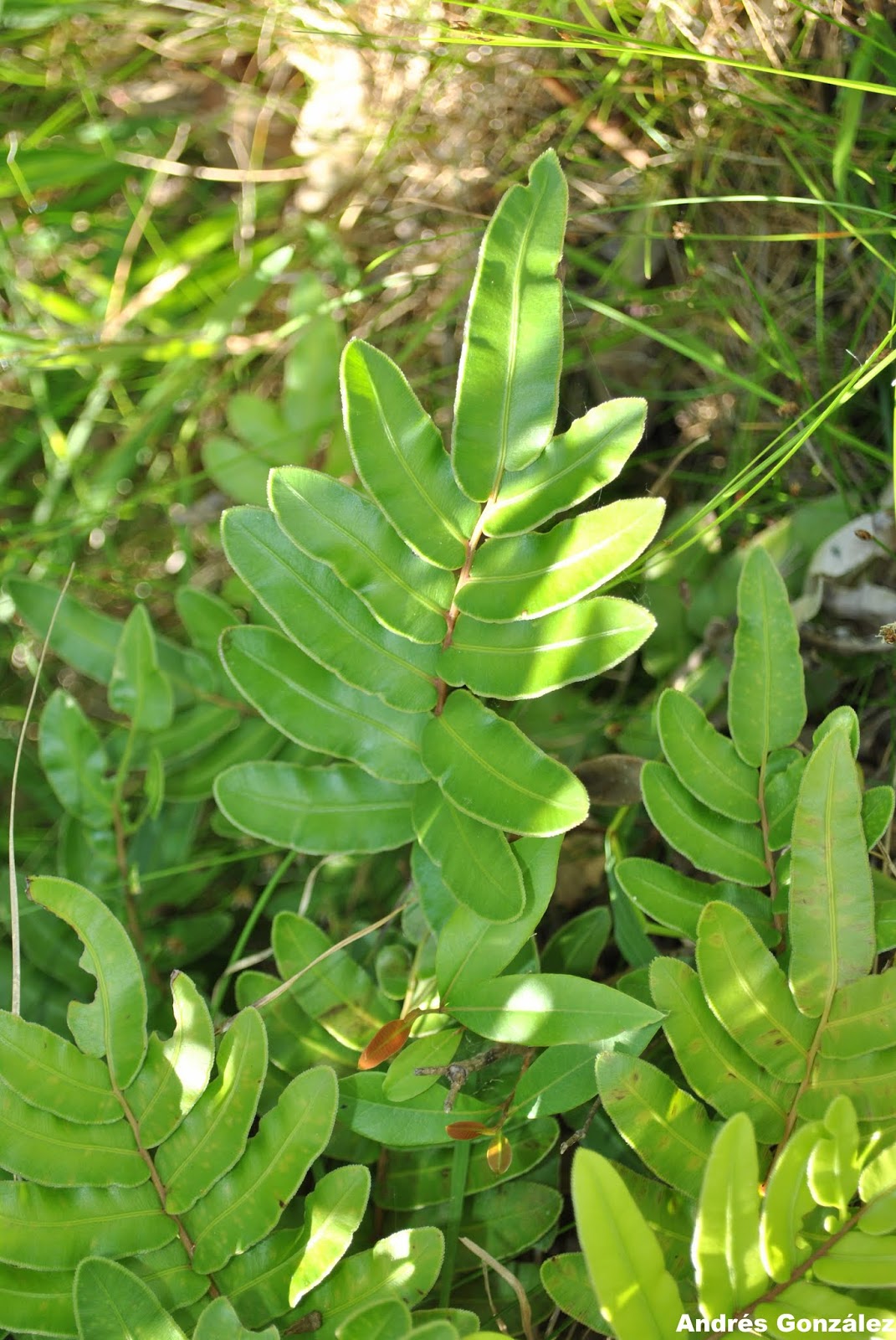 FOTOS DE FLORA NATIVA Y ADVENTICIAS DE URUGUAY : Parablechnum cordatum ...