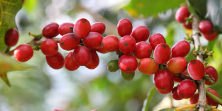 Kopi Robusta - ridwantatowo.com