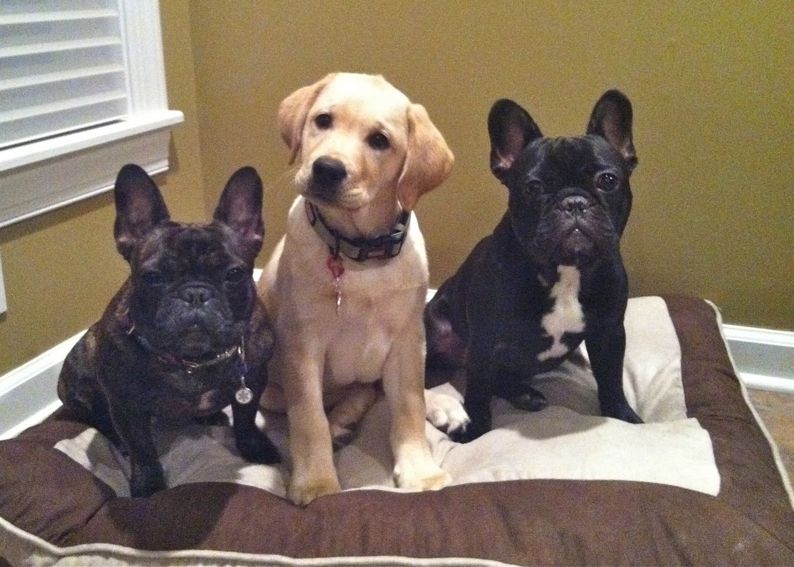 Brutus the Frenchie (& Carmen too): CIrcle of Life