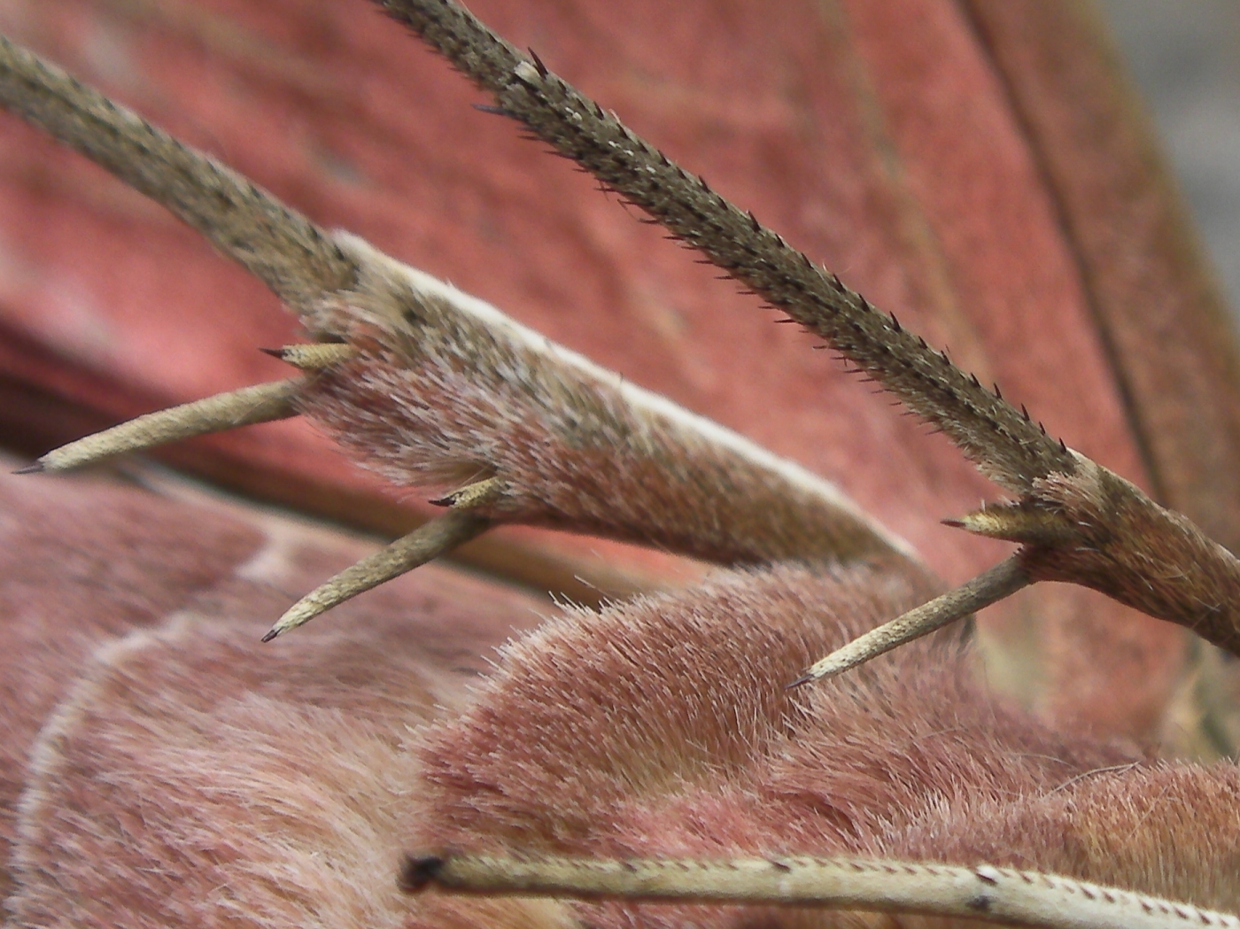 Quaoar Power Zoo: Sphinx Moth of Costa Rica - Eumorpha anchemolus