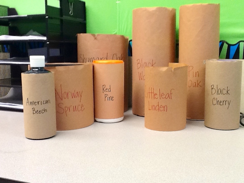 Little Piece of Tape: Determining the Age of a Tree Using Circumference