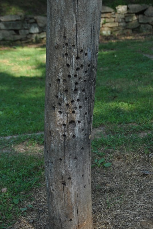 Southeastern PA Hiking: Horse-Shoe Trail - Great Valley Nature Center ...