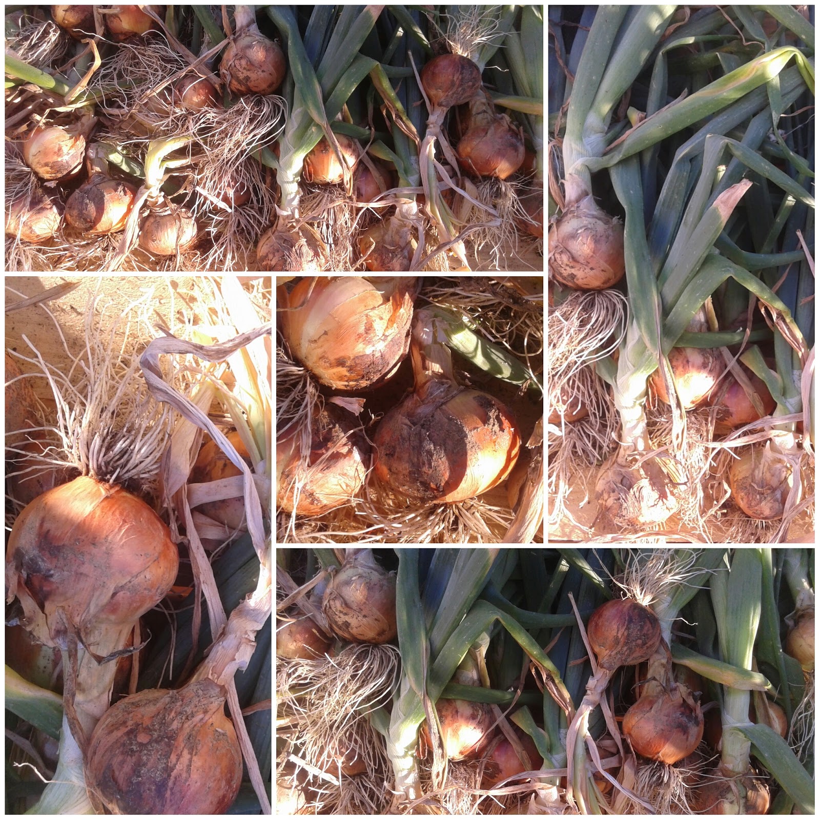 Il Giardino di Zerdesht: agosto 2016