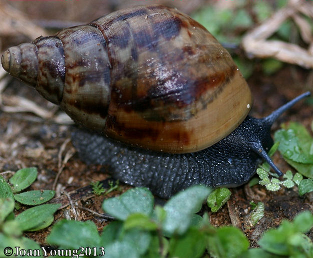 South African Photographs: Brown-lipped Agate Snail (Metachatina kraussi)