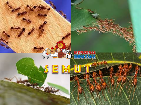 Mengenal Fakta Tentang Semut - Mengenal Binatang