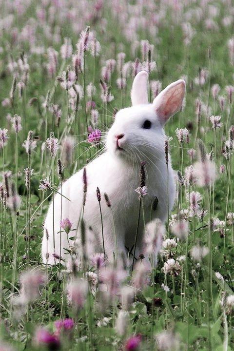Bunnies in the Garden ~ Gardening Stuff