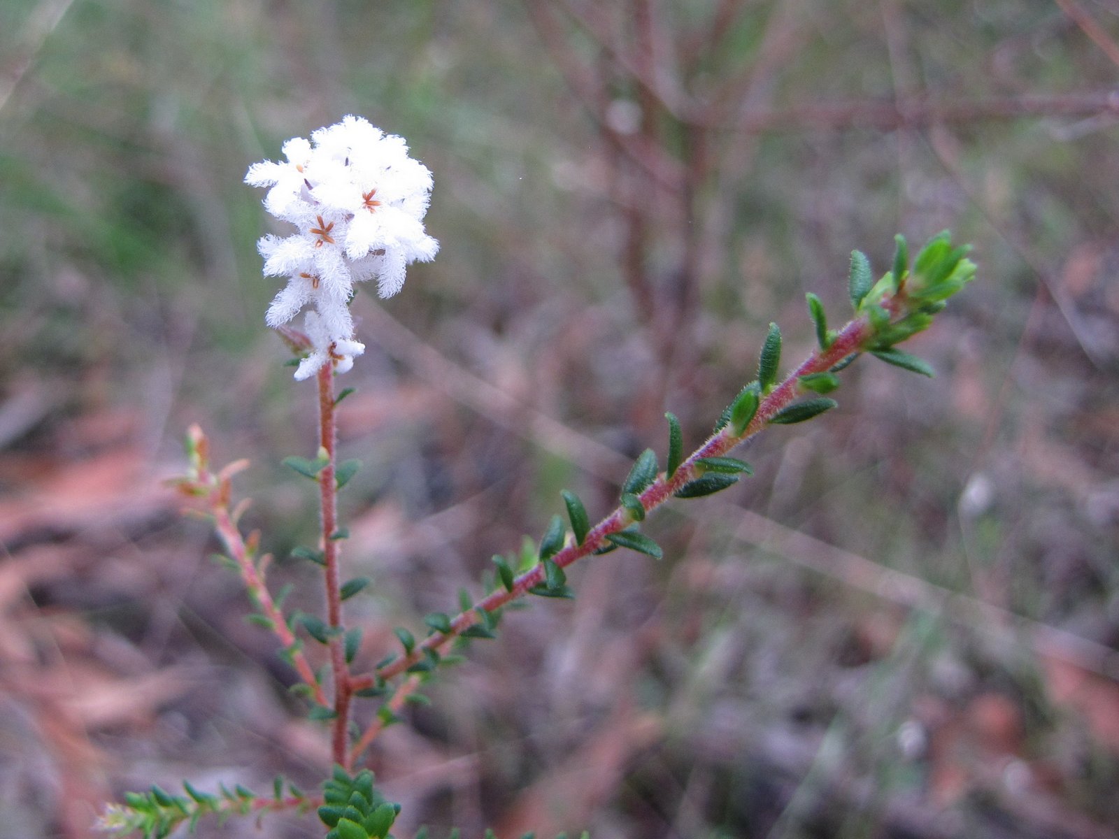 Sydney's Wildflowers and Native Plants: Leucopogon microphyllus. Small ...