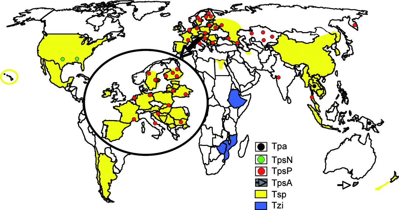 Infection Landscapes: Trichinellosis