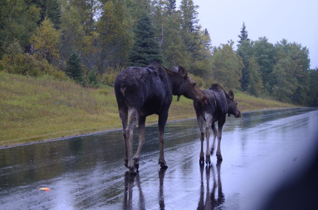The Michael J Morris Report: Dr. Vince Crichton (Doc Moose) from ...