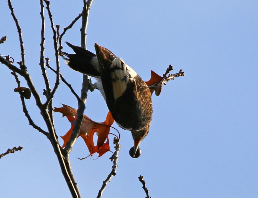Ohio Birds and Biodiversity: Red-headed Woodpecker granary tree