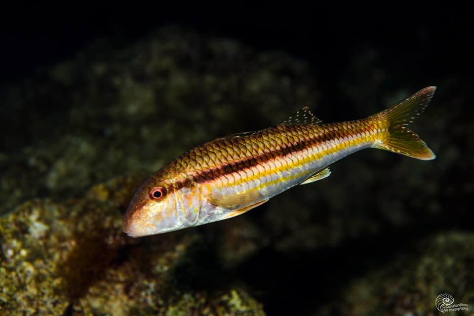 Biodiversity of Cyprus by NGO Protection of the Natural Heritage and ...