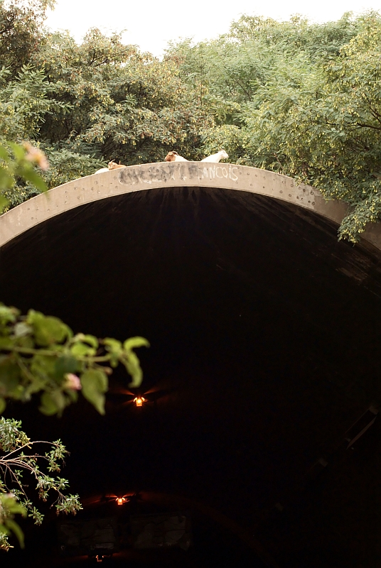 Photographer: The Goats Of Daspoort Tunnel.