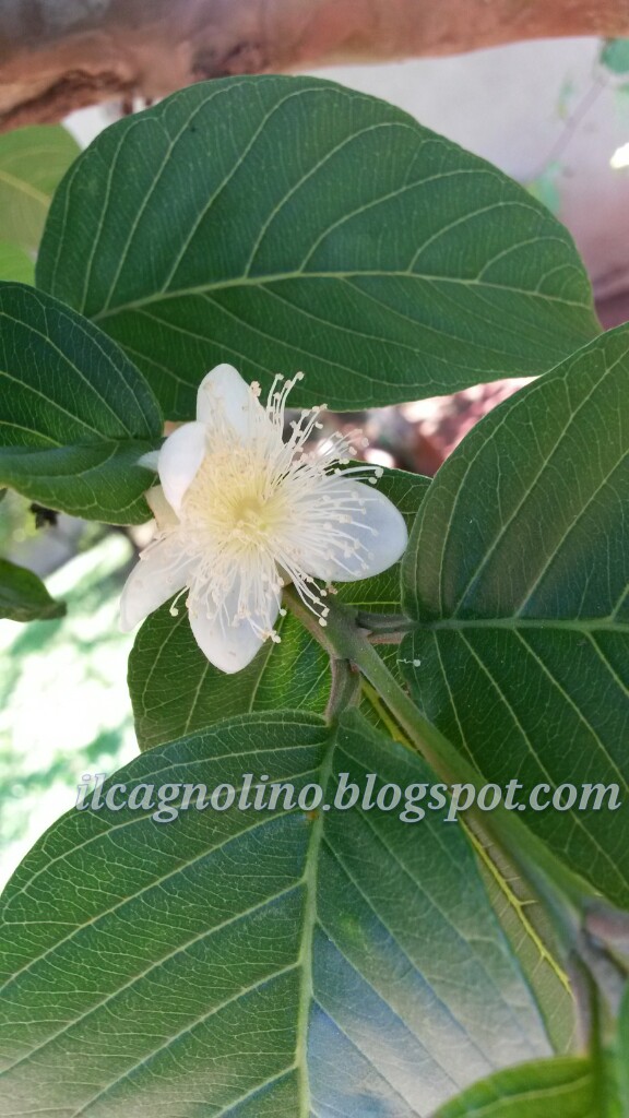 IL CAGNOLINO: FLORA - Flor de goiabeira