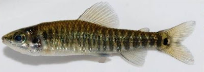 Alma d'Água: Peixes / Characiformes / Distichodontidae