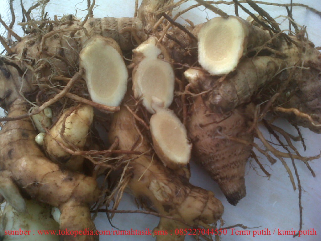 Rumah Tasikmalaya: Khasiat kurkumin / kurkuminoid (Temu putih, temu ...