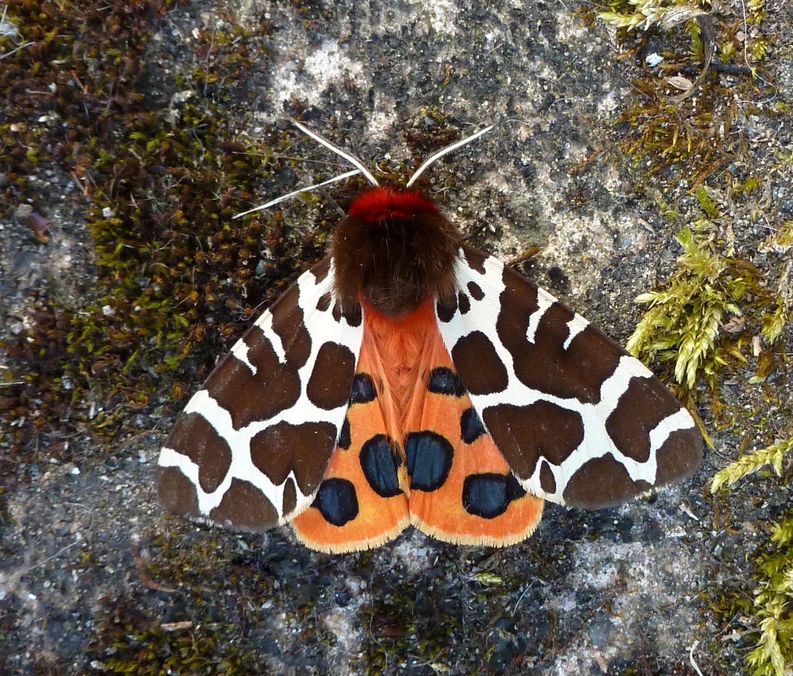 Julia Garner : Garden Tiger Moth caterpillar.