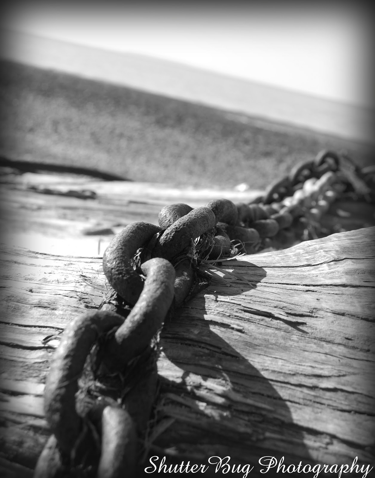 ShutterBug Photography: Look for this picture at the fair!