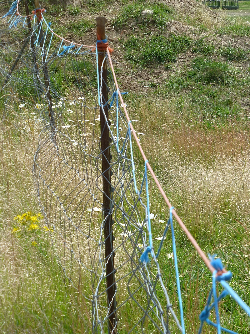 Rural Revolution: Pond update