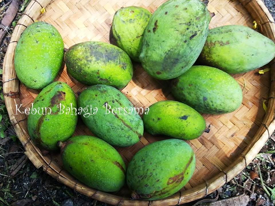 Kebun Bahagia Bersama: Kuinin atau Kuini?