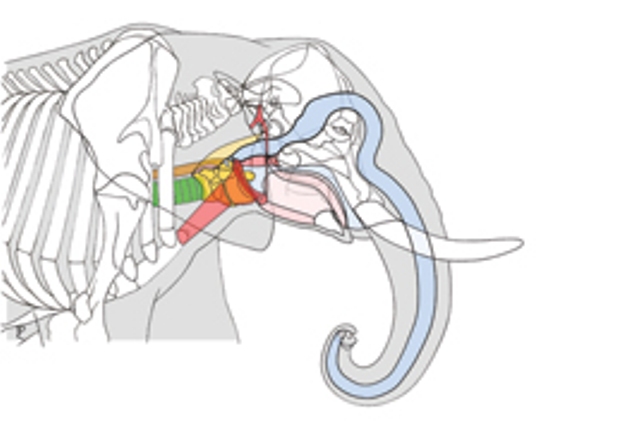 Indian Biodiversity Talks: Elephants sing just like humans, find a ...