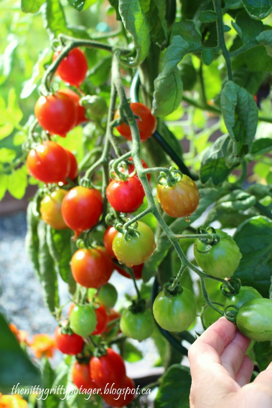Tanja's Top Ten Tomatoes 2017