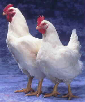 GALLINAS Y GALLINEROS: Pollos de engorde o broilers.