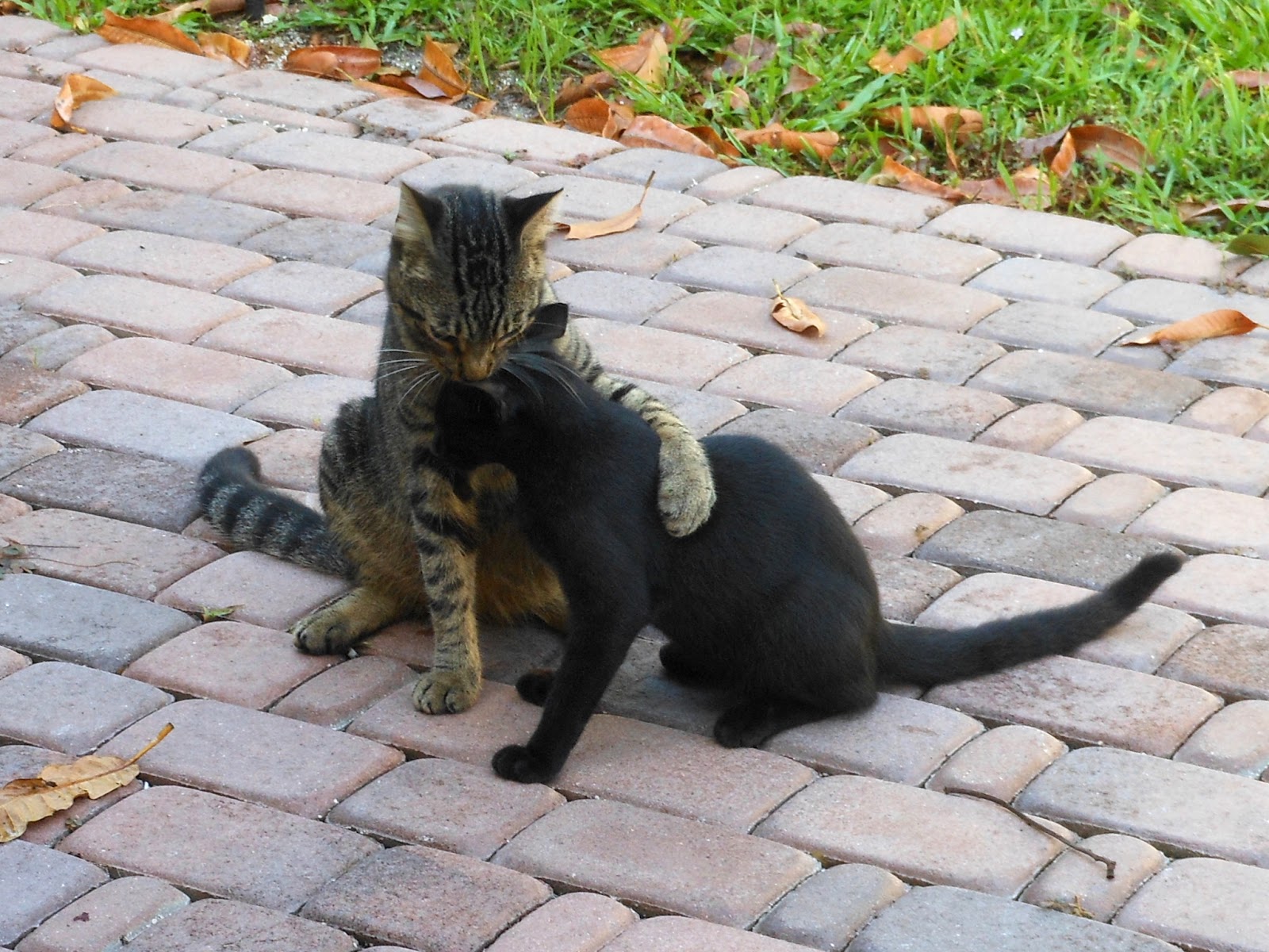 Aerides Designs - Handcrafted Gemstone Jewelry