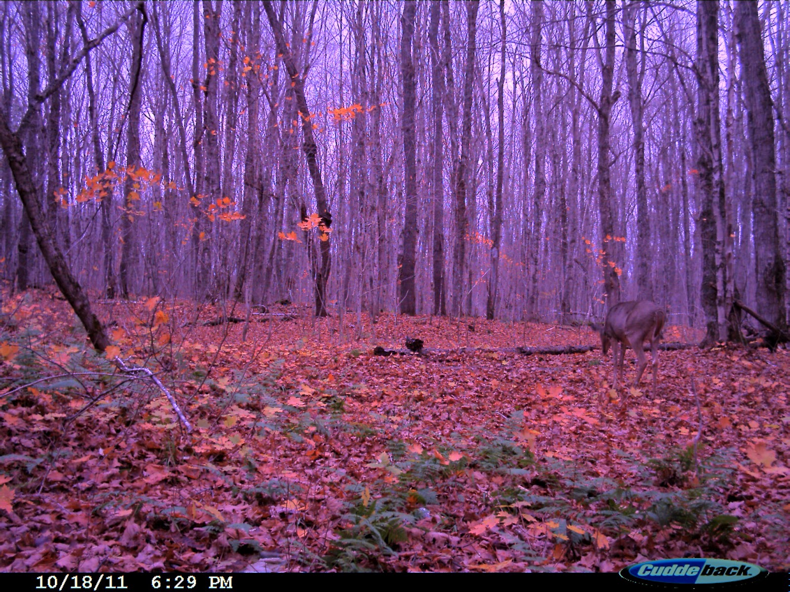 Small Acre Hunting: May Giveaway...Trail Cam Shots! Small Acre Hunting: May Giveaway...Trail Cam Shots!