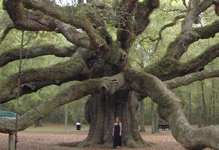 Discover Life: Trees of Virginia, United States: Oak Tree