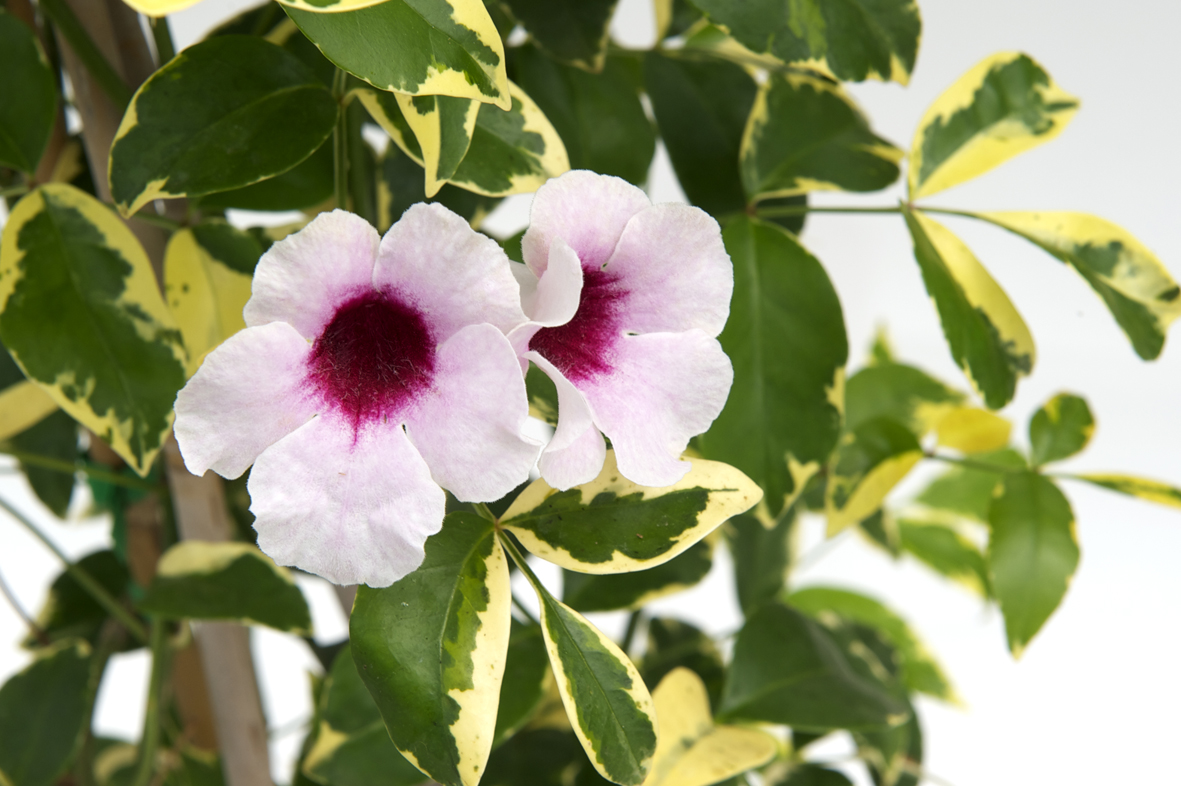 Viveiro Ciprest - Plantas Nativas e Exóticas: Pandórea de Folhas ...