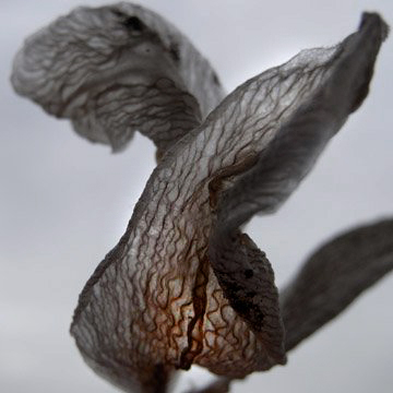 Domesticated: Dead Flowers, Decay and Beauty