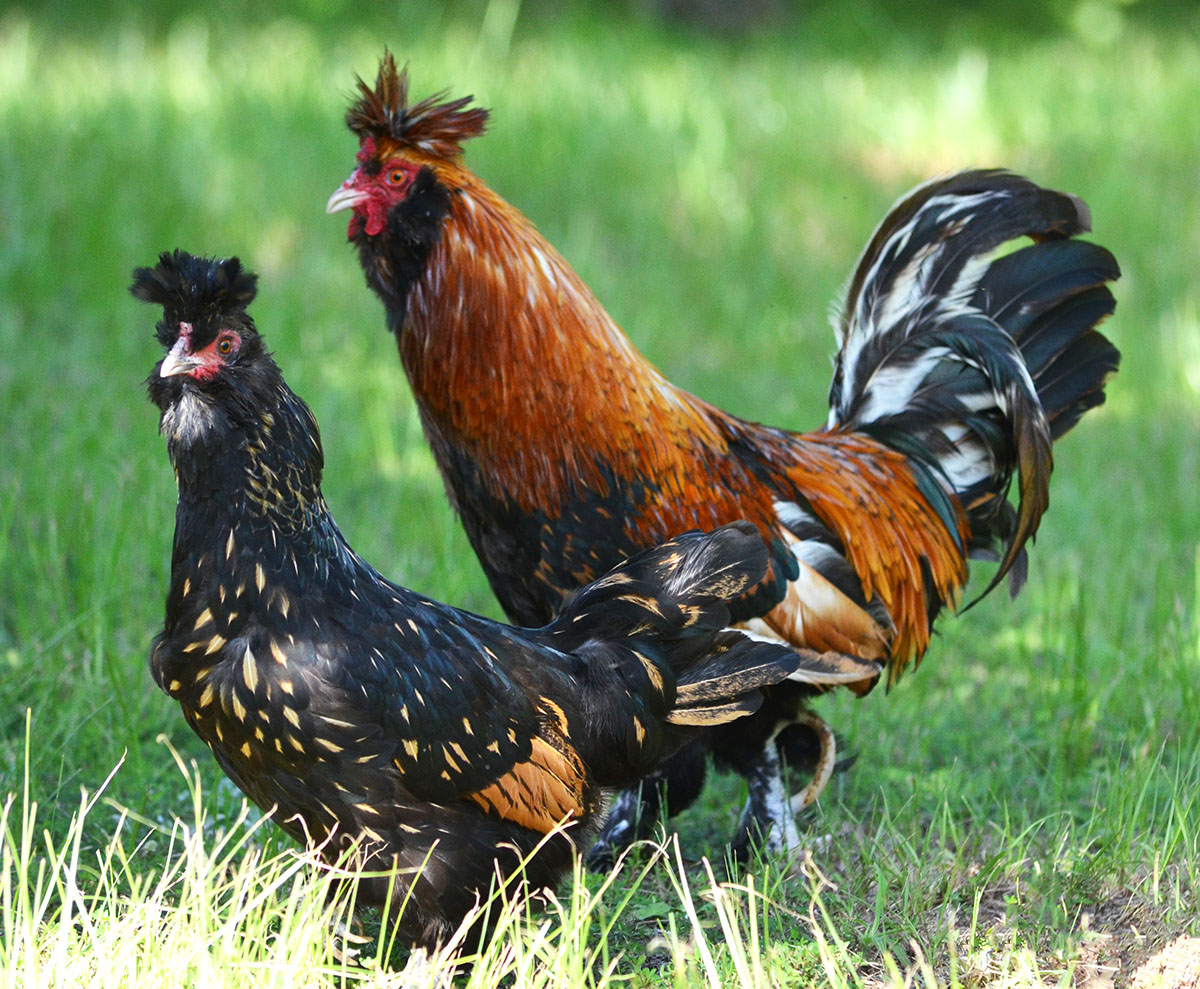 Ini Dia 10 Peringkat Harga dan Jenis Ayam Termahal Di Dunia - Serba Top 10