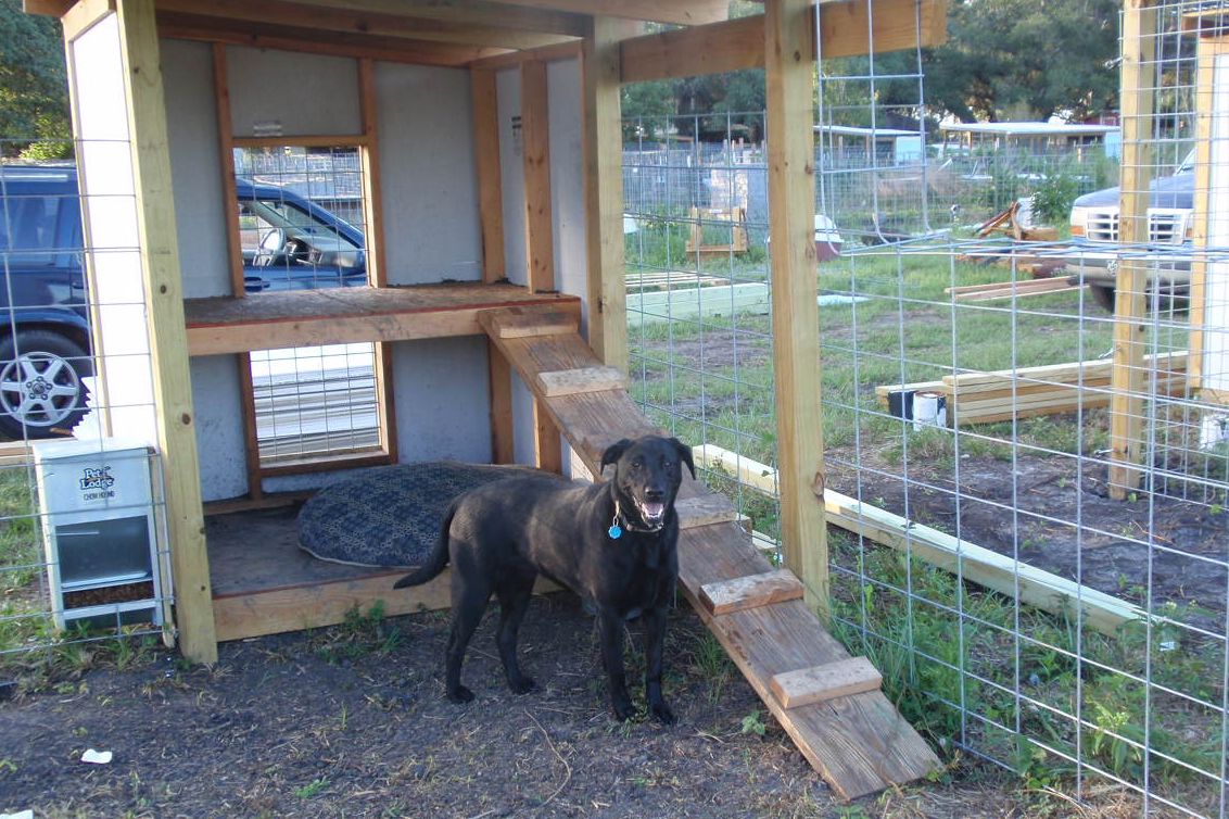 Smiling Dog Farms: Bosco Wins in Court... Flies to Sanctuary at Smiling ...