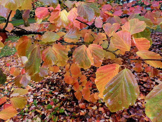 Nau speak: Seattle: Washington Park Arboretum