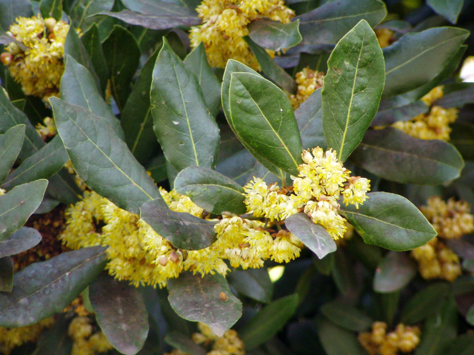 Louro / Loureiro / Laurus nobilis