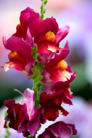 Growing Snapdragon Flowers - Planting Snapdragons In The Garden In The ...