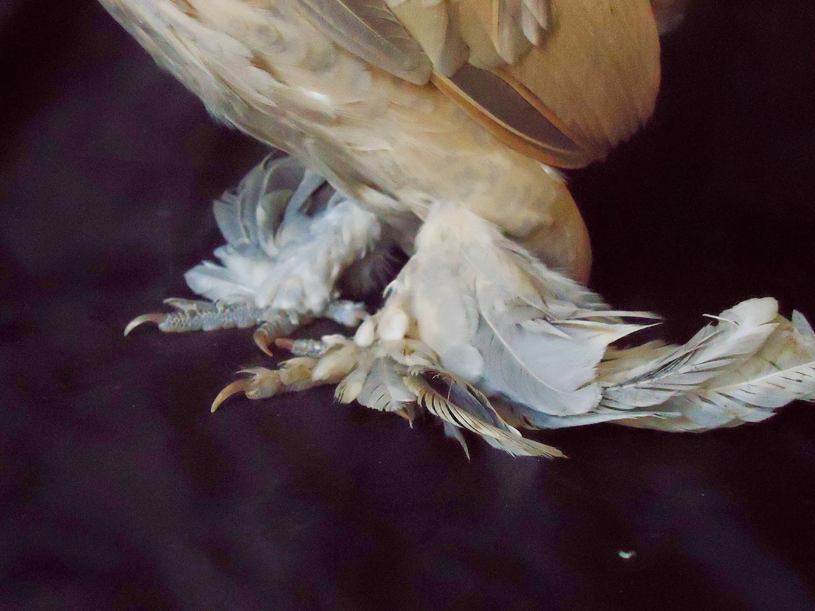 Just Chickens...: Porcelain D'Uccle Breeding program 2011 to 2014