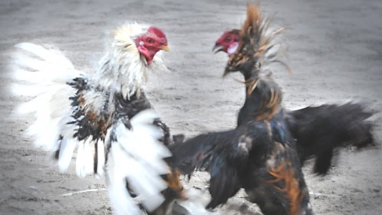 Contoh Kompetisi Dalam Ekosistem