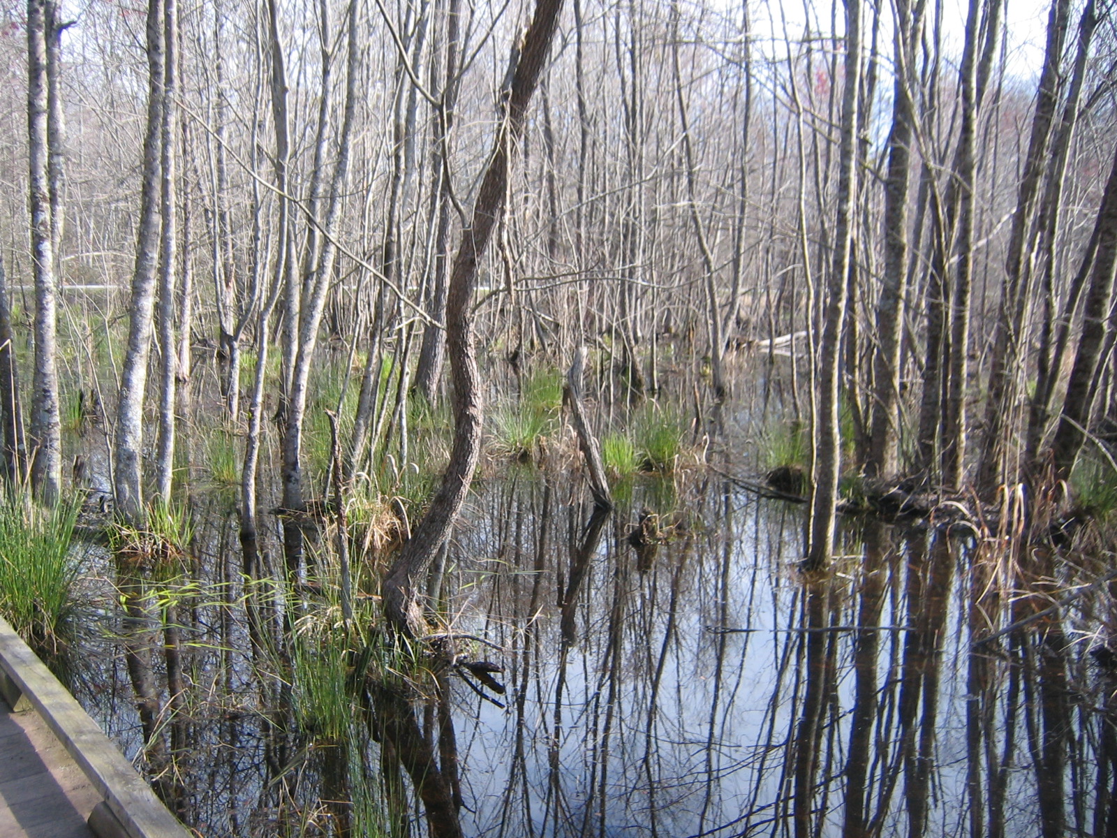 A State at a Time: Virginia - Day 14 - Great Dismal Swamp