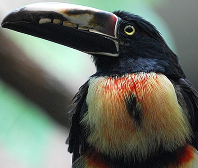 Incredible Indian Wildlife: Amazing birds with teeth....-a tour!!!