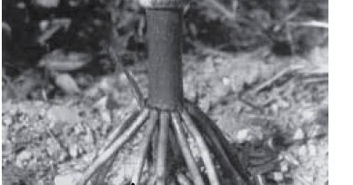 Sainsthetic: Struktur dan Fungsi Akar