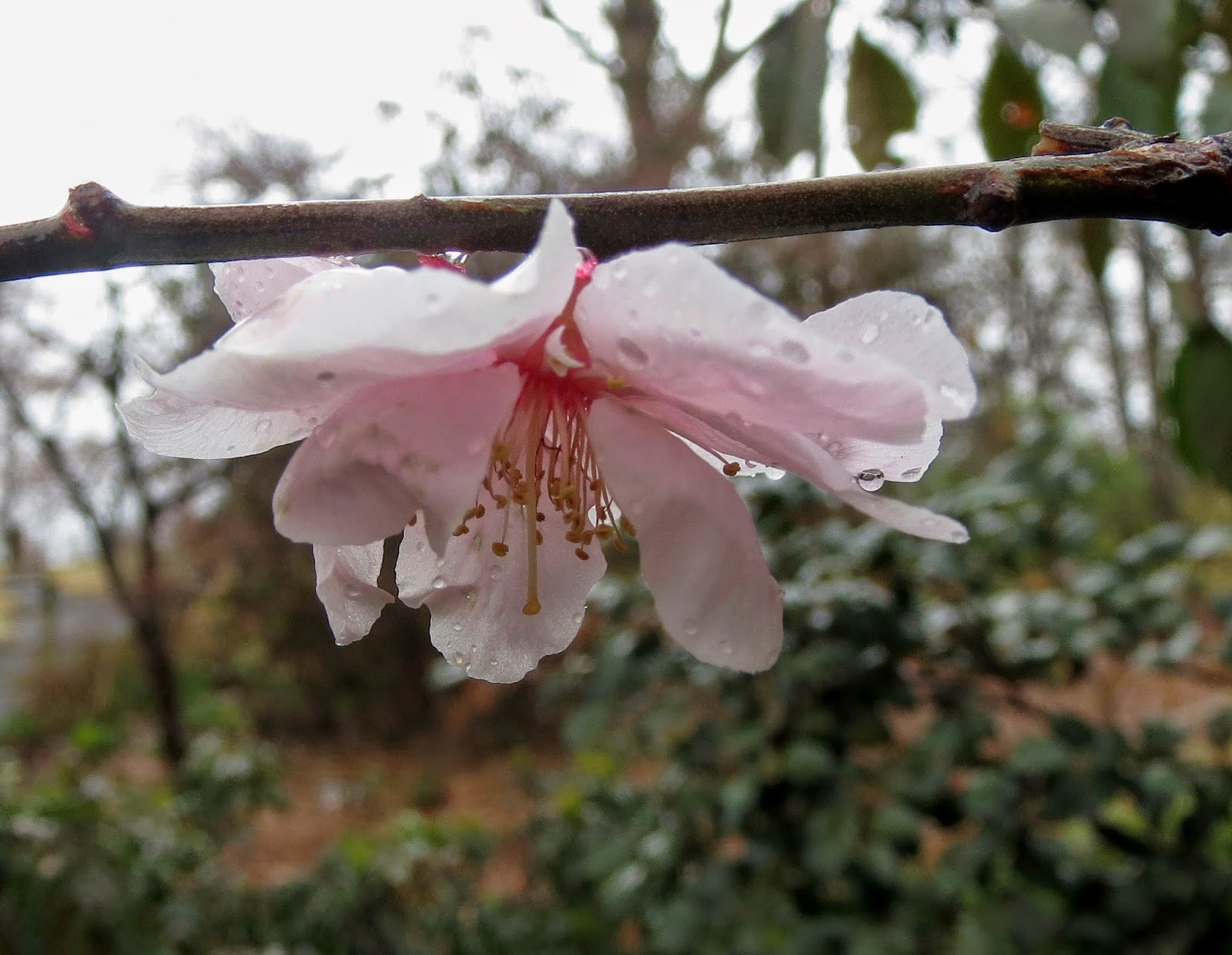 1003 Gardens: Prunus mume 'Okitsu-akabana'